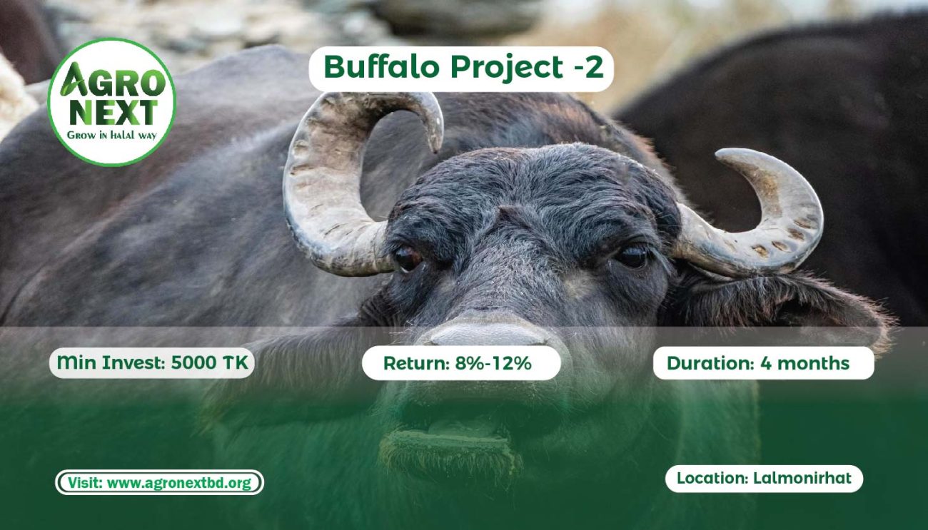 Buffalo Project – 2 – AGRO NEXT