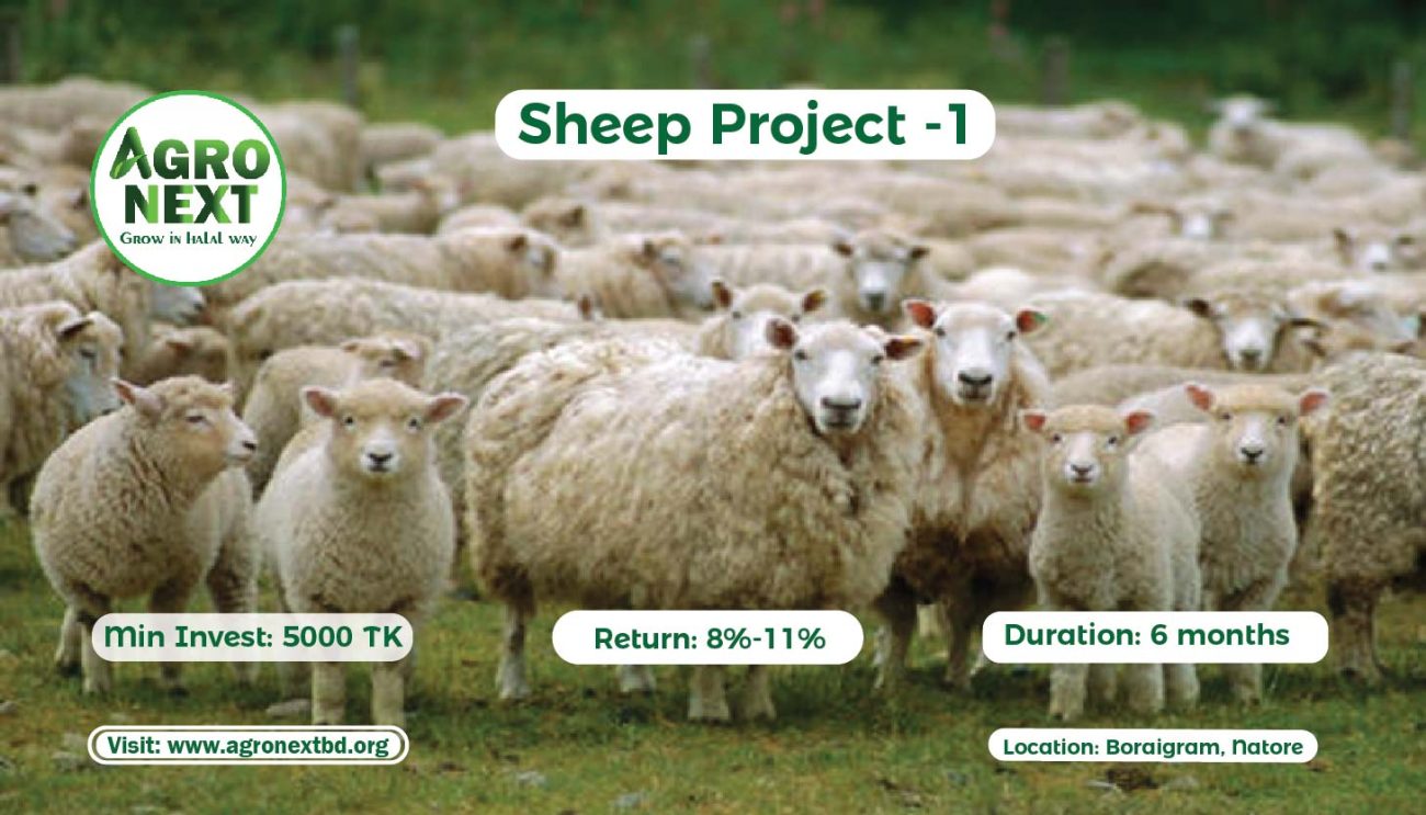 Sheep Project – 1 – AGRO NEXT